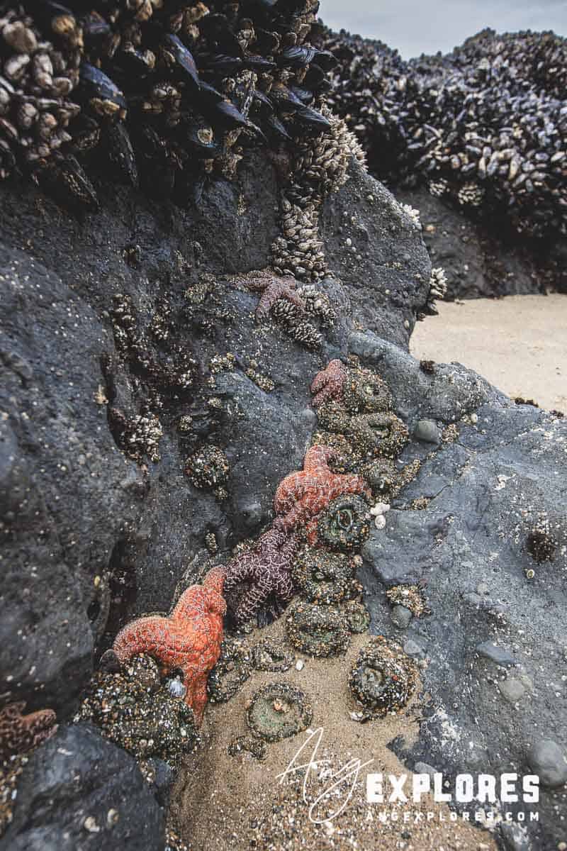 Roads End Lincoln City - Visiting The Tide Pools - Ang Explores